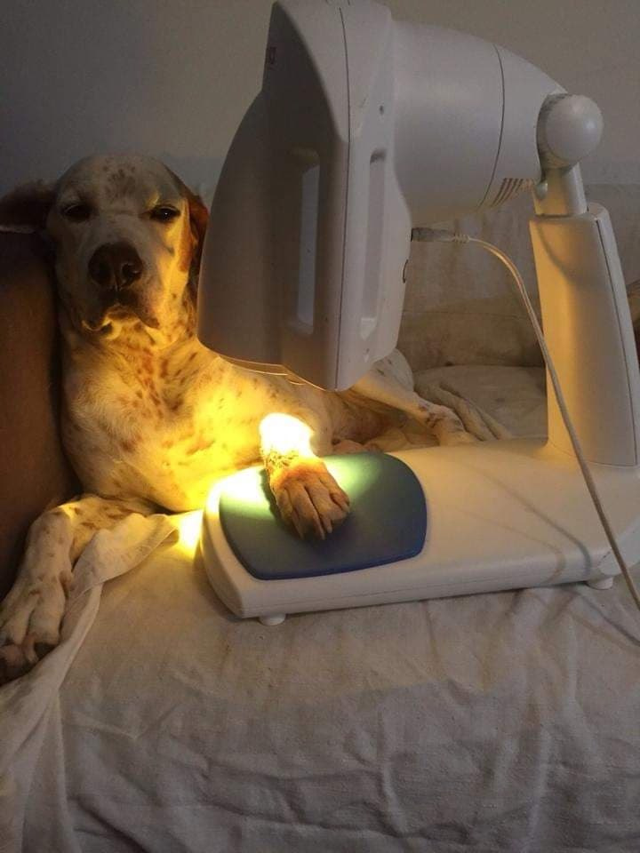 Lampa Zepter BIOPTRON Pro 1 + GRATIS z Filtrem Fulerenowym - Aparat ...